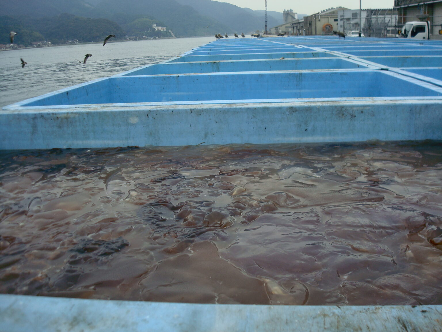 Jellyfish Explosion｜クラゲの大量発生 – Jelly Labo, Inc.