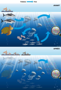 Jellyfish Explosion｜クラゲの大量発生 – Jelly Labo, Inc.